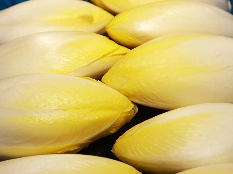 Red chicory - Chicory Types - | Chicoseeds International