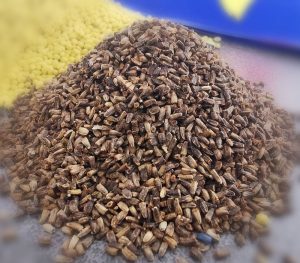 Chicory Seeds - Chicoseeds International