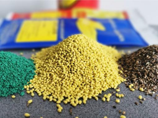 Chicory Seeds - Chicoseeds International